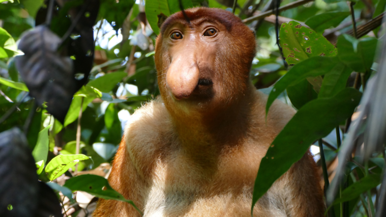 Neusaap - Wordt dit de winnende Getaway Travel reisfoto van 2017?