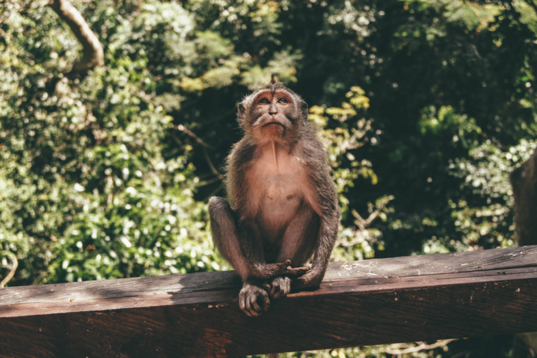 Say "monkey" - Wordt dit de winnende Getaway Travel reisfoto van 2017?